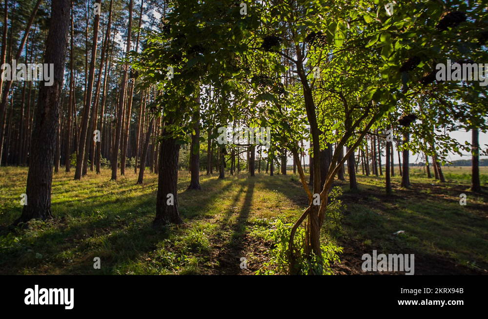 Forest path in spring with sun Stock Videos & Footage - HD and 4K Video ...