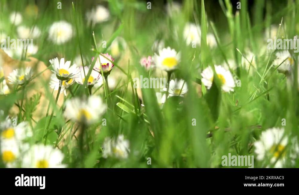 Summer sun rays Stock Videos & Footage - HD and 4K Video Clips - Alamy