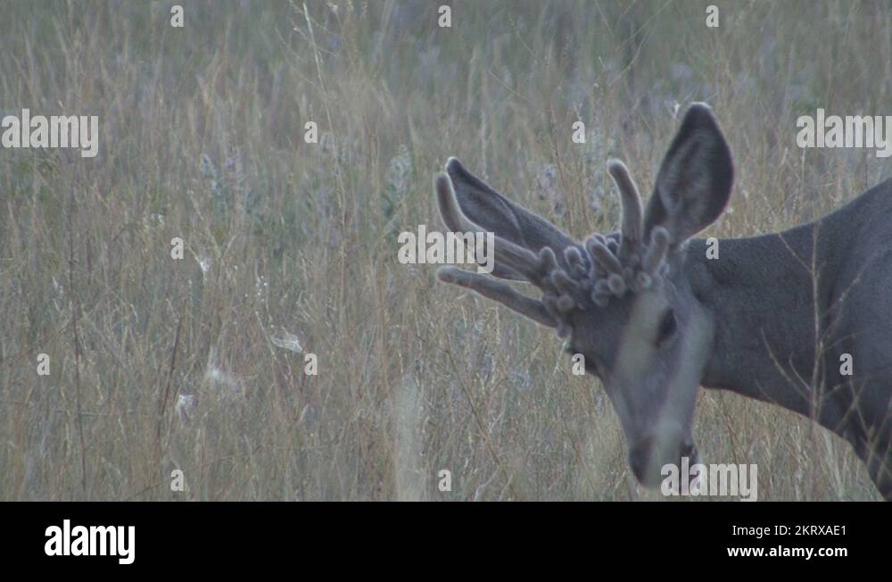 Male buck mule deer odocoileus Stock Videos & Footage - HD and 4K Video ...