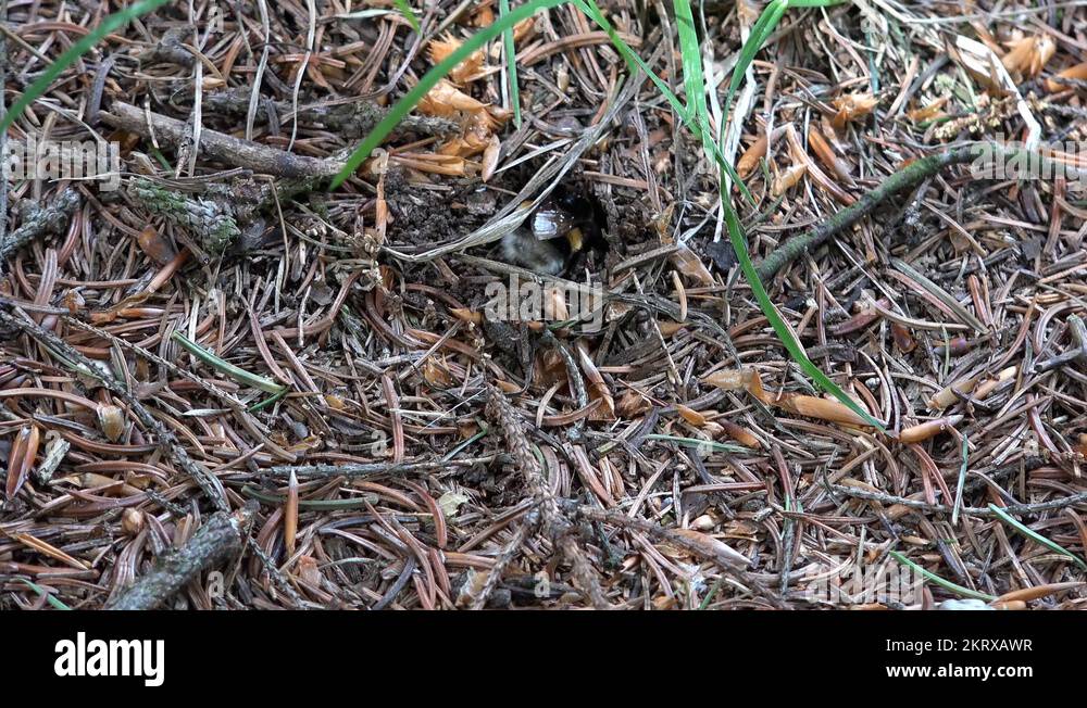 Burrows in Stock Videos & Footage - HD and 4K Video Clips - Alamy