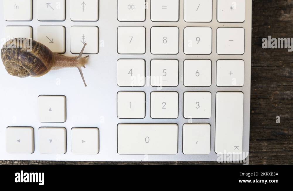 Vector snail Stock Videos & Footage - HD and 4K Video Clips - Alamy