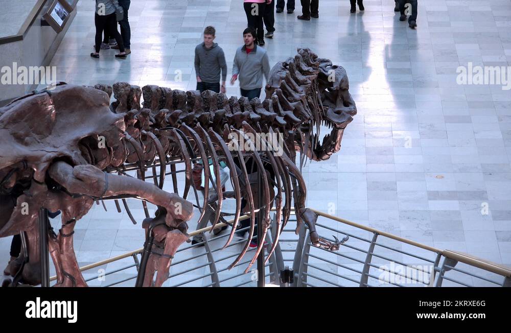 Tyrannosaurus rex skeleton museum Stock Videos & Footage - HD and 4K ...