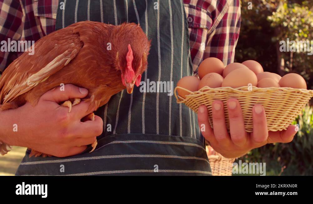 Happy farmer holding chicken egg Stock Videos & Footage - HD and 4K ...