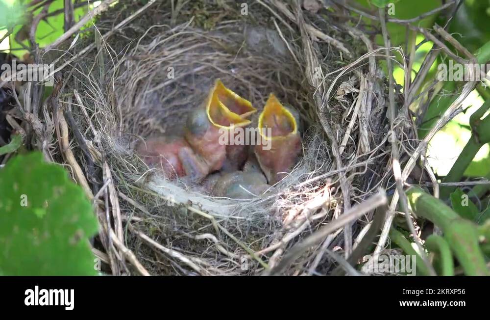 Bird scream Stock Videos & Footage - HD and 4K Video Clips - Alamy