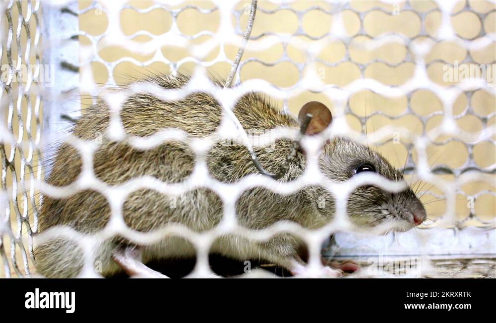 Pitfall trap Stock Videos & Footage - HD and 4K Video Clips - Alamy