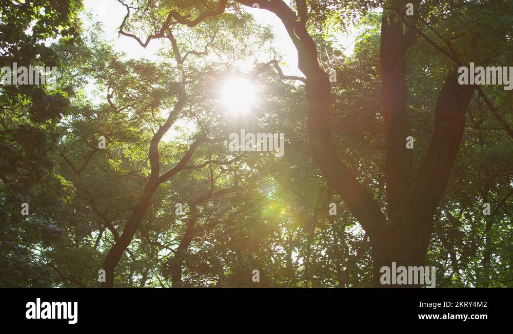 Sparkling Sun Trees Leaves Bright Lens Flare - 4k Stock Video Footage ...