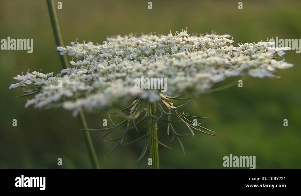Carot Stock Videos & Footage - HD and 4K Video Clips - Alamy