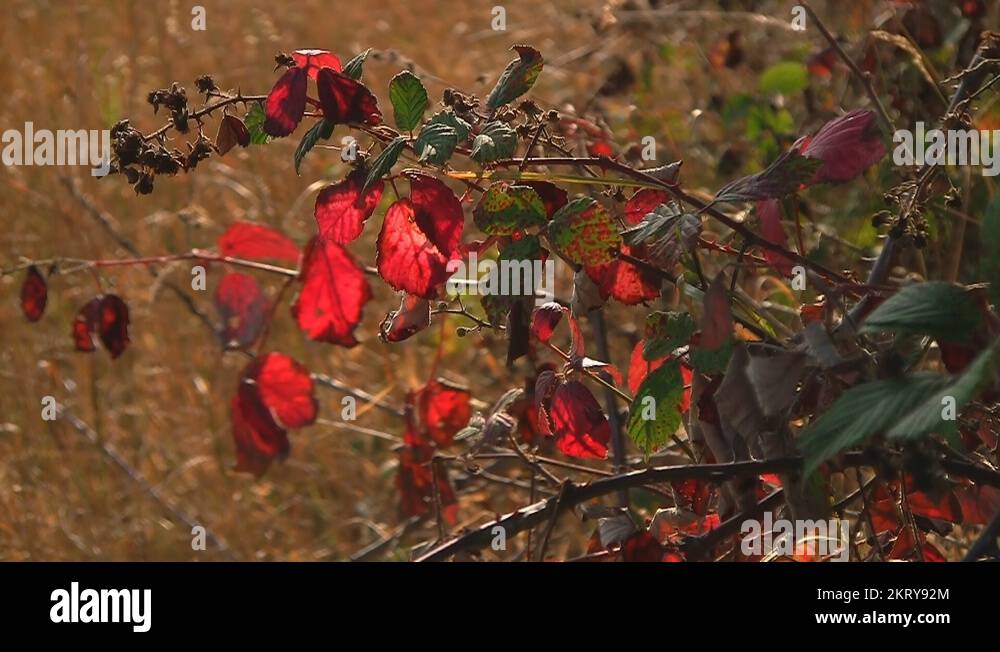 Raspberry leaves Stock Videos & Footage - HD and 4K Video Clips - Alamy