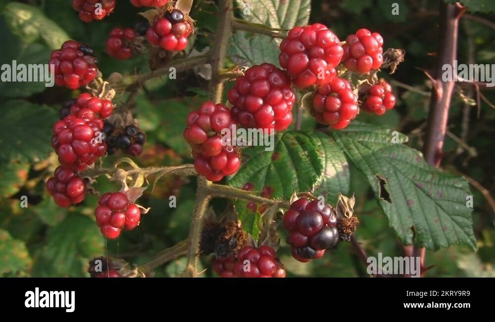 Raspberry Stock Videos & Footage - HD and 4K Video Clips - Alamy