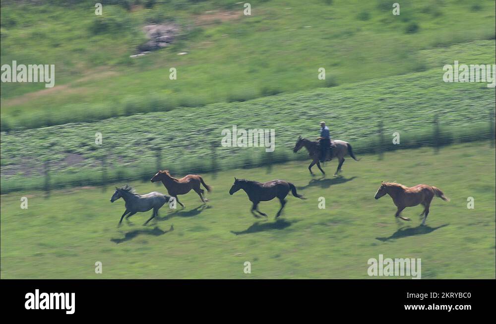 Rounding up horses Stock Videos & Footage - HD and 4K Video Clips - Alamy