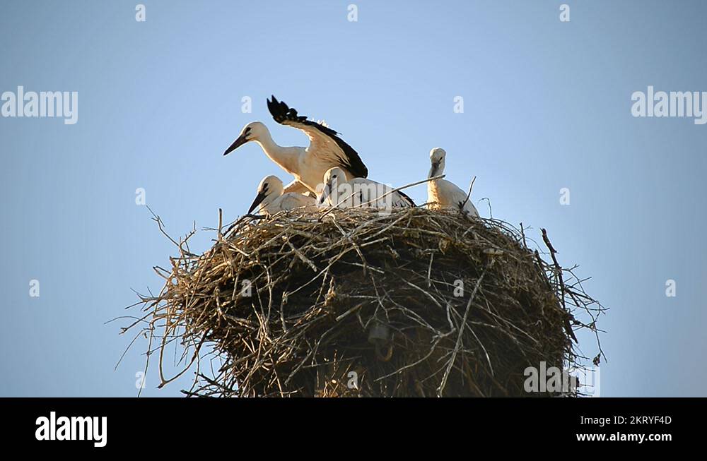 Stork flaps its wings in the family nest Stock Video Footage - Alamy