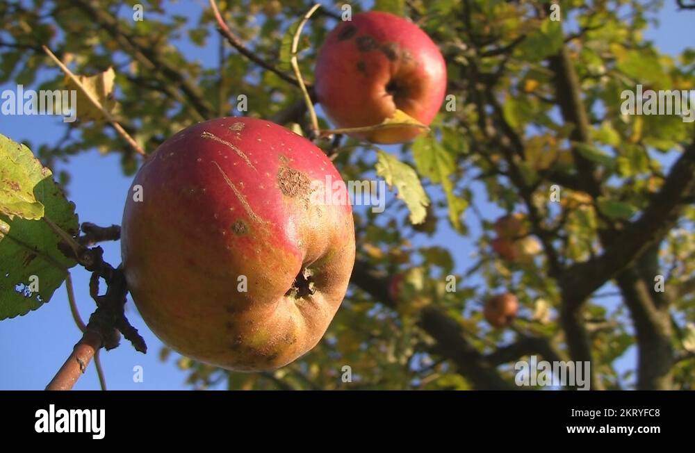 Apples tree fruit Stock Videos & Footage - HD and 4K Video Clips - Alamy