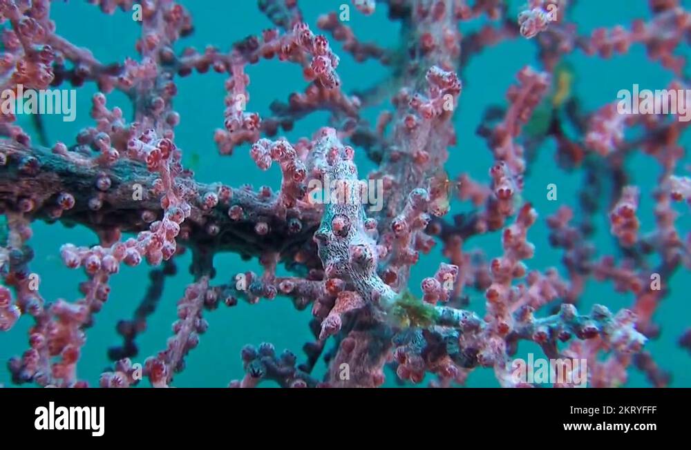 Pink Pygmy seahorse Stock Video Footage - Alamy