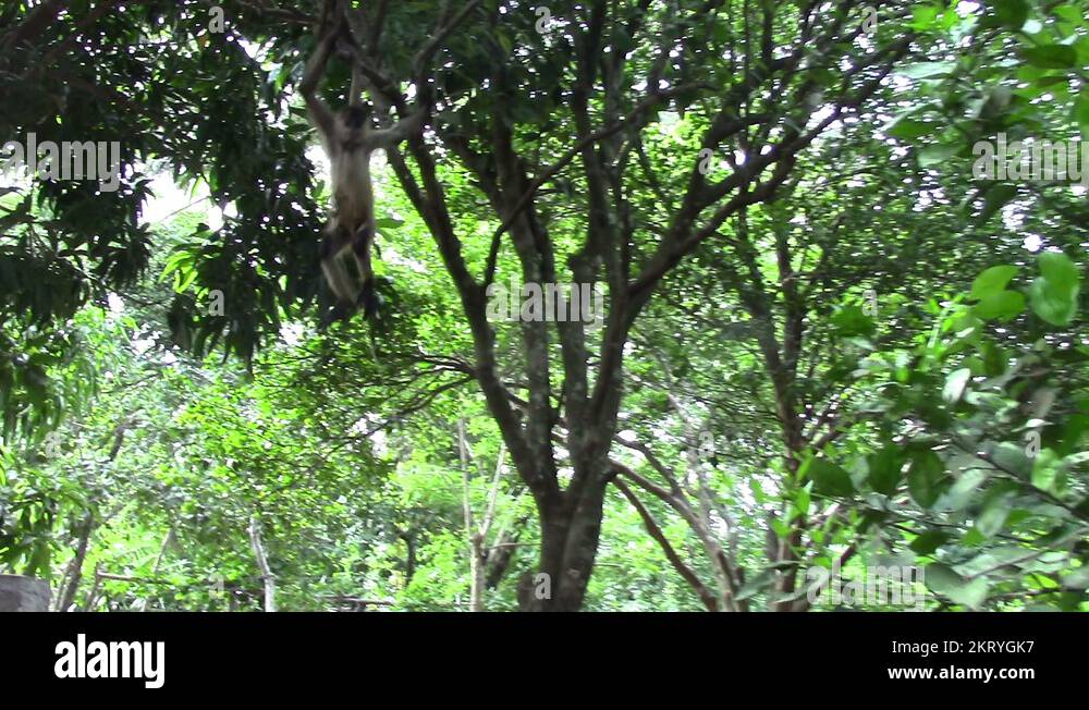 Jumping spider monkey Stock Videos & Footage - HD and 4K Video Clips ...