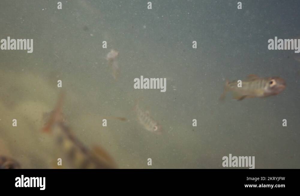 Youngfish Stock Videos & Footage - HD and 4K Video Clips - Alamy