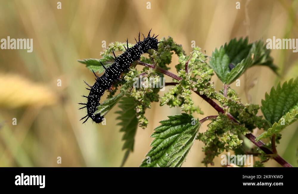 Stinging nettle butterfly Stock Videos & Footage - HD and 4K Video ...