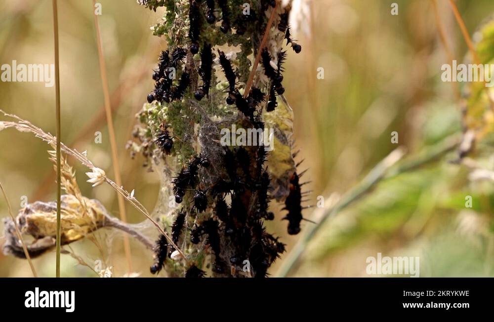 Butterfly caterpillars on a stinging nettle Stock Videos & Footage - HD ...