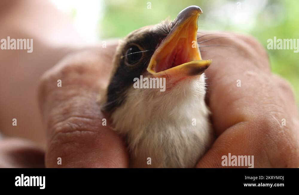 Horizontal bird Stock Videos & Footage - HD and 4K Video Clips - Alamy