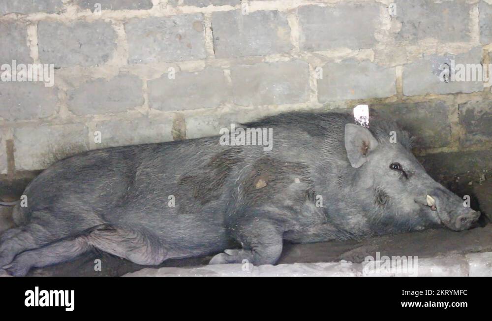 Floating pig Stock Videos & Footage - HD and 4K Video Clips - Alamy