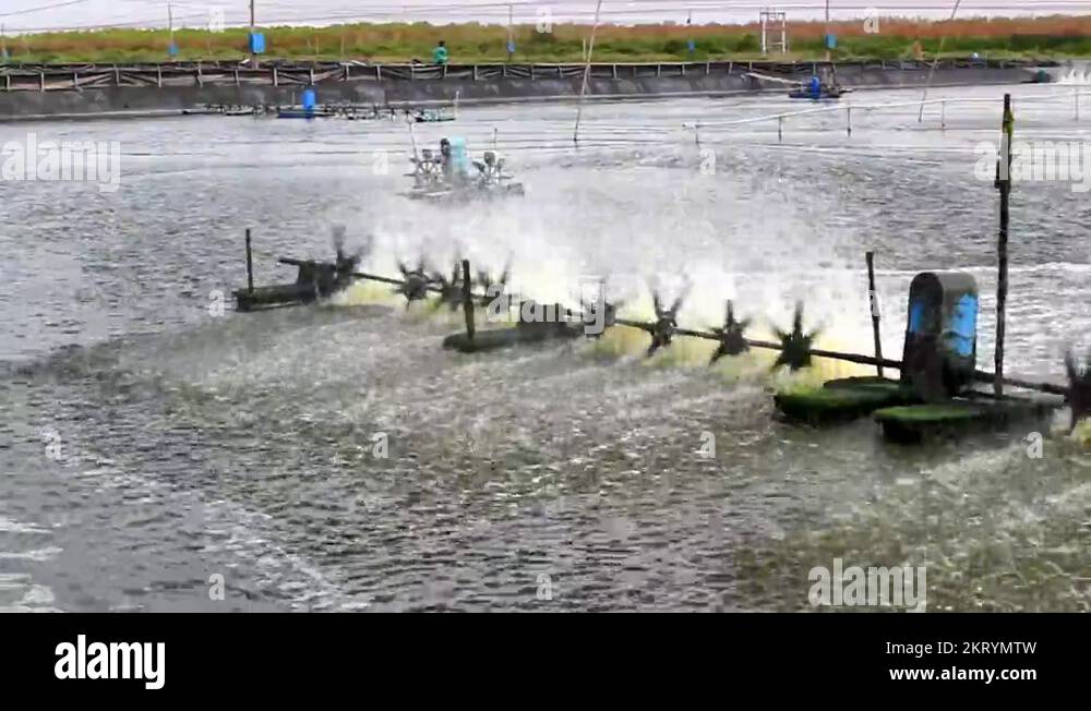 Aquaculture fish and prawn farm with wave creator to circulate water ...