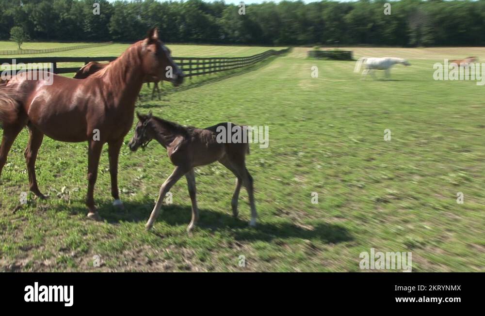 Mare a mare Stock Videos & Footage - HD and 4K Video Clips - Alamy