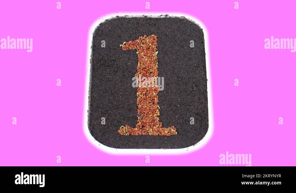 Number 1 leaves Stock Videos & Footage - HD and 4K Video Clips - Alamy