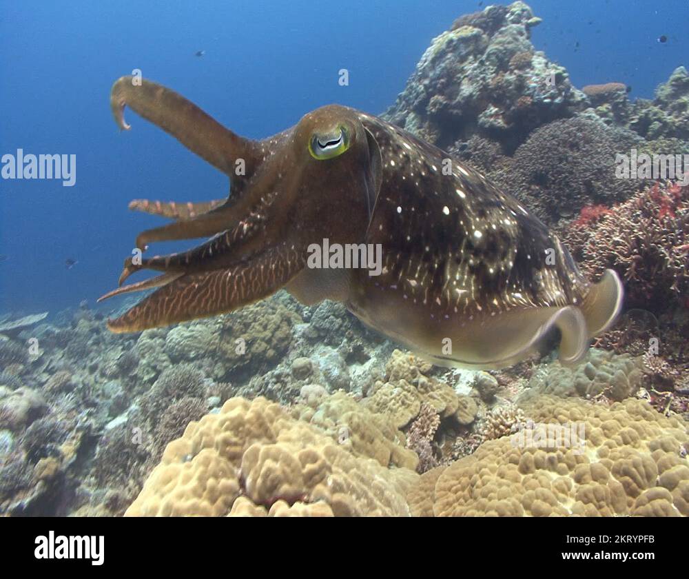 Cuttlefish display Stock Videos & Footage - HD and 4K Video Clips - Alamy