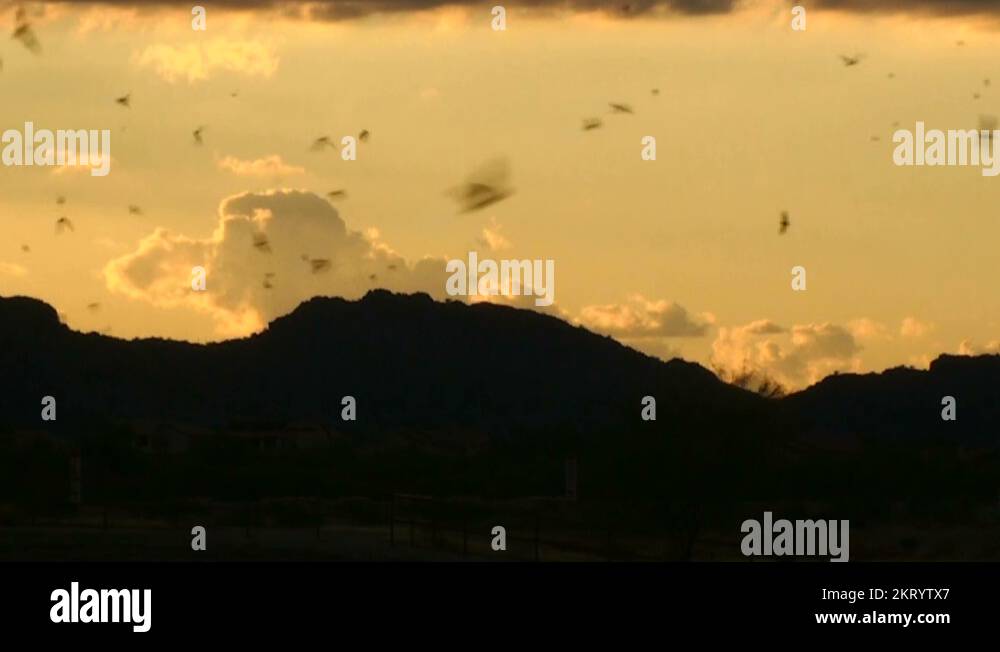 Bats wing Stock Videos & Footage - HD and 4K Video Clips - Alamy