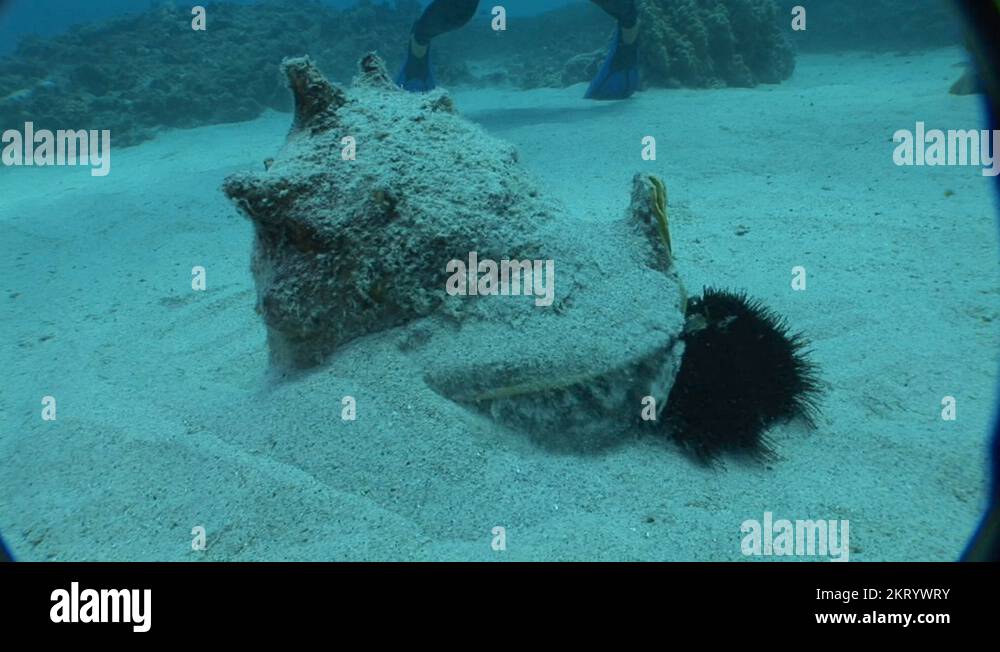 The shell of a sea urchin Stock Videos & Footage - HD and 4K Video ...