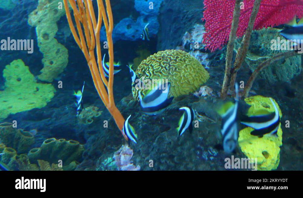 Fish Stock Videos & Footage - HD and 4K Video Clips - Alamy
