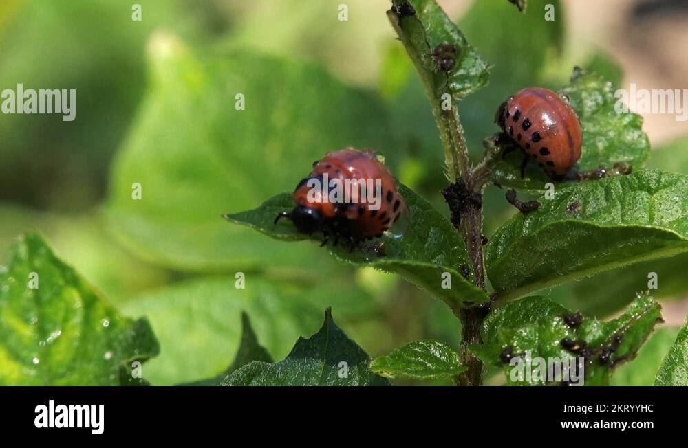 Spraying Insecticide on Colorado Potato Beetle Bugs Larvas Stock Video ...