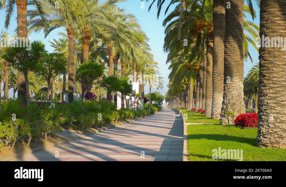 Spanish palm trees Stock Videos & Footage - HD and 4K Video Clips - Alamy