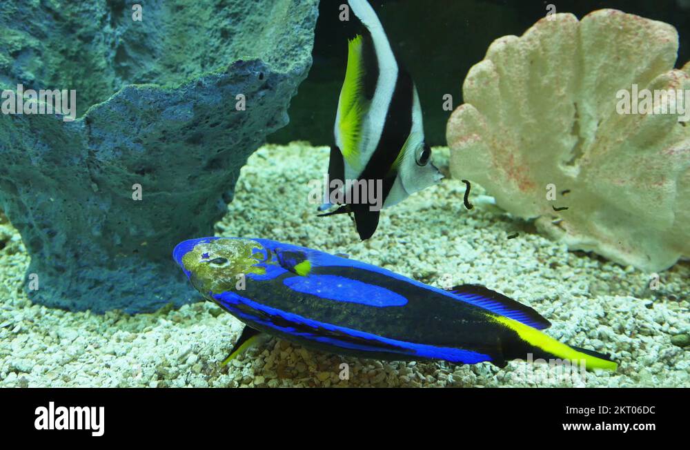 Scale tang Stock Videos & Footage - HD and 4K Video Clips - Alamy