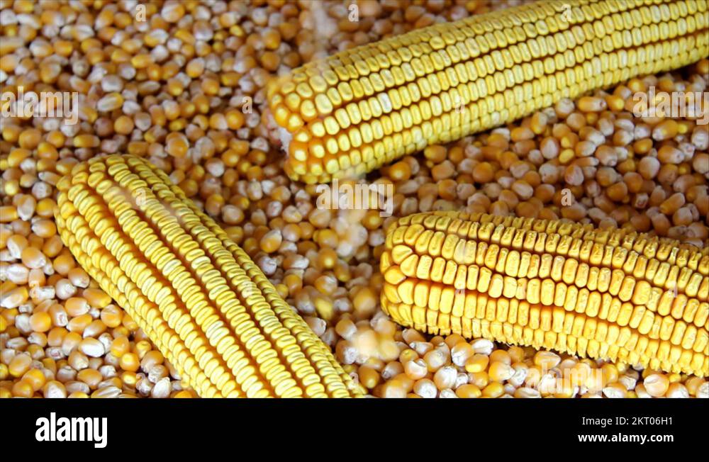 Dry corn seed Stock Videos & Footage - HD and 4K Video Clips - Alamy