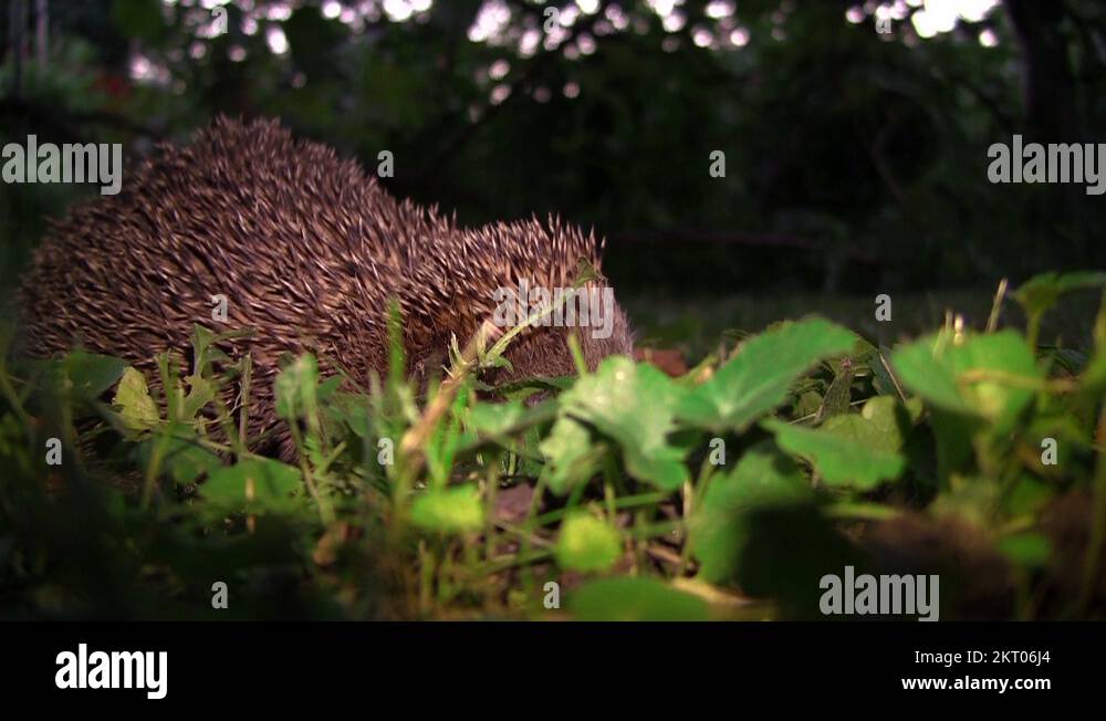 Hedgehog sniffing Stock Videos & Footage - HD and 4K Video Clips - Alamy