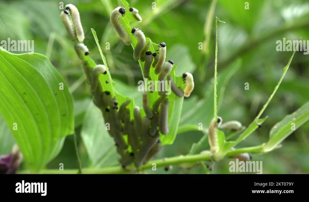 Uk insect eating plants Stock Videos & Footage - HD and 4K Video Clips ...