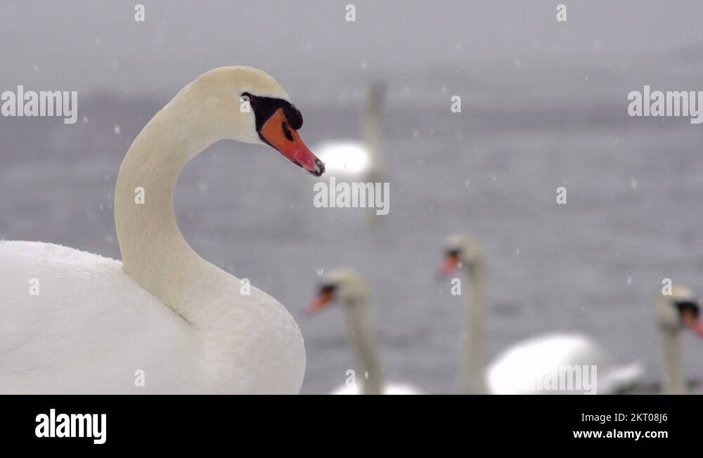 Neck turning swan Stock Videos & Footage - HD and 4K Video Clips - Alamy