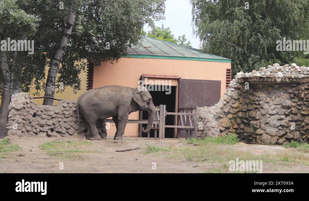 Elephant house zoo Stock Videos & Footage - HD and 4K Video Clips - Alamy
