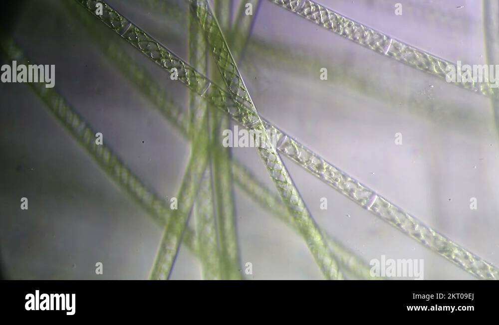 Spirogyra filamentous algae Stock Videos & Footage - HD and 4K Video ...