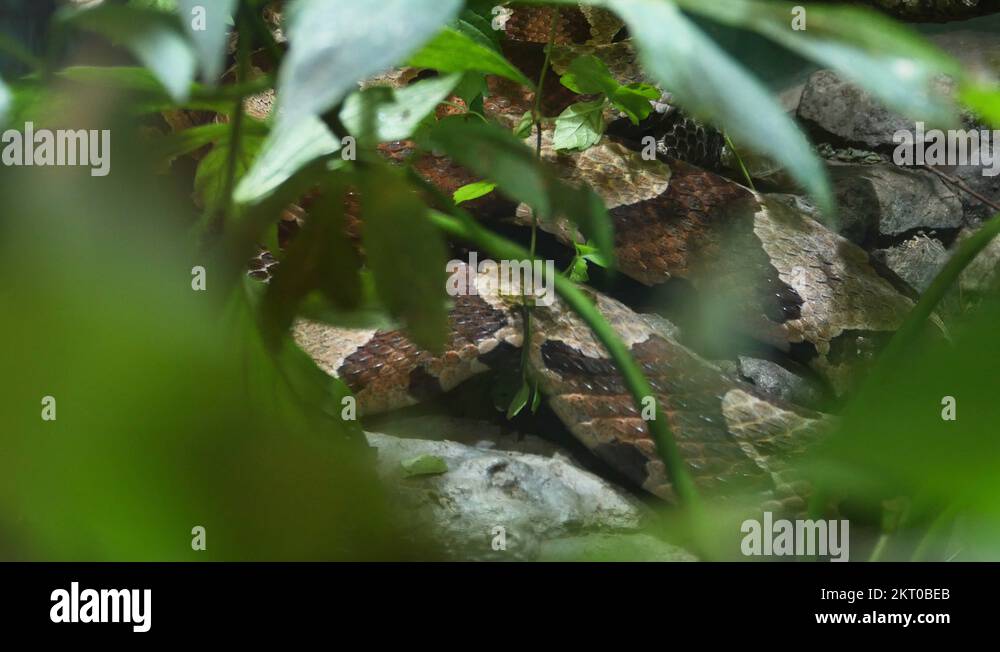 Venomous snake hiding Stock Videos & Footage - HD and 4K Video Clips ...