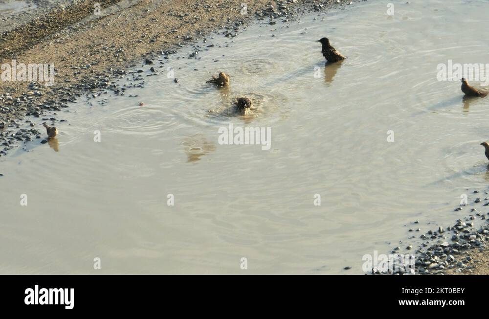 Mud swimming Stock Videos & Footage - HD and 4K Video Clips - Alamy