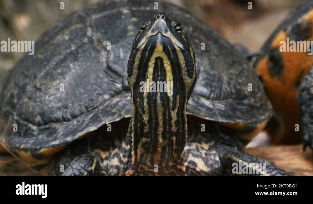 Turtle Looking Up in the Air, 4K Stock Video Footage - Alamy