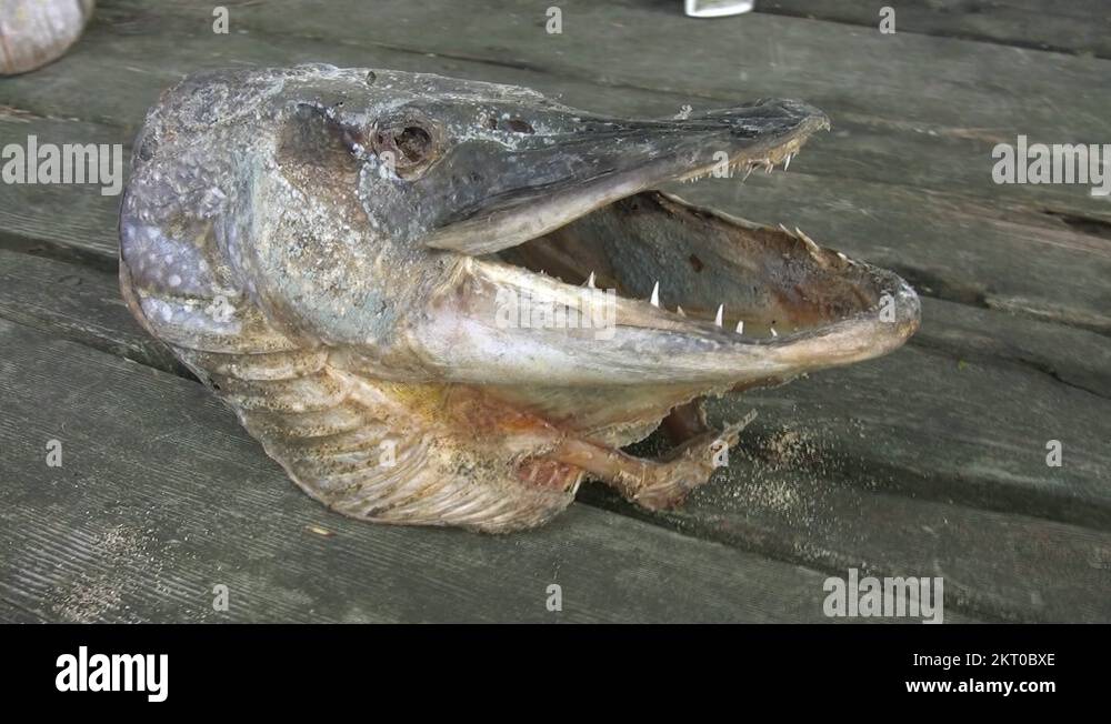 Muskie fish Stock Videos & Footage - HD and 4K Video Clips - Alamy