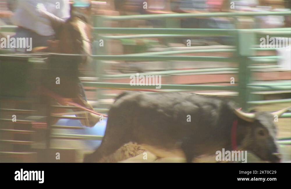 Women team roping calf rodeo Stock Videos & Footage - HD and 4K Video ...