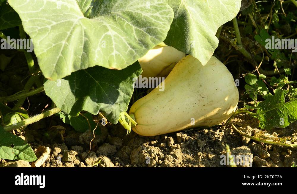 Cucurbita moschata Stock Videos & Footage - HD and 4K Video Clips - Alamy