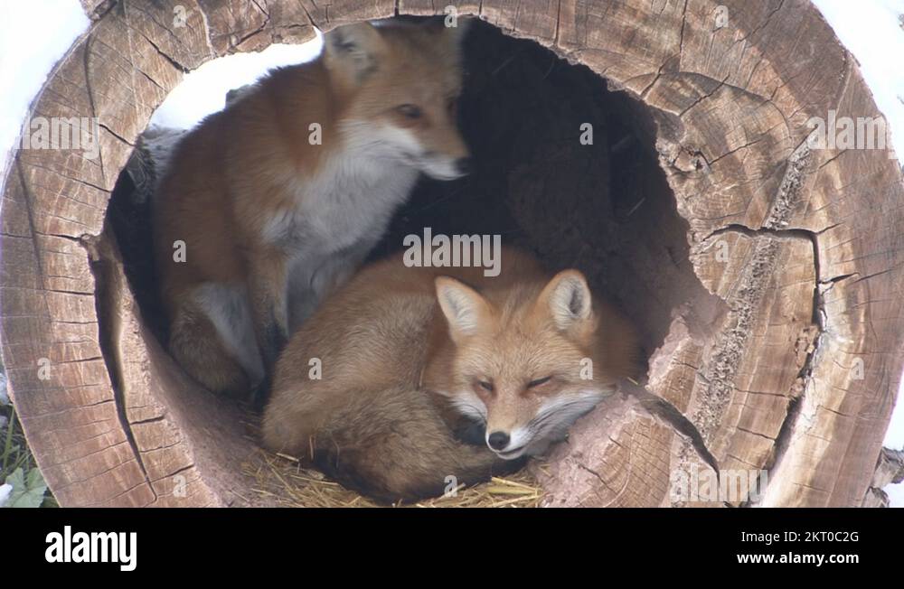Red fox pair Stock Videos & Footage - HD and 4K Video Clips - Alamy