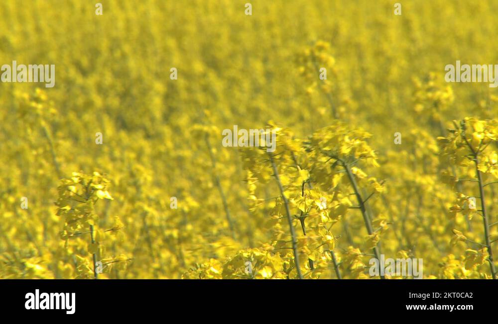 Canola cultivation Stock Videos & Footage - HD and 4K Video Clips - Alamy