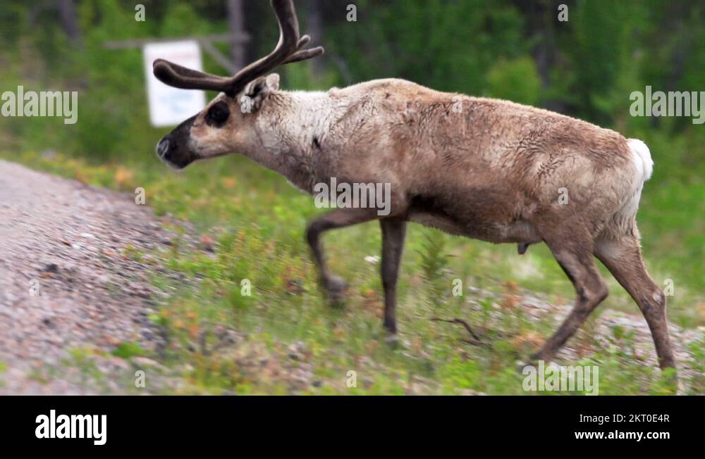 Swedish lapland and deer Stock Videos & Footage - HD and 4K Video Clips ...