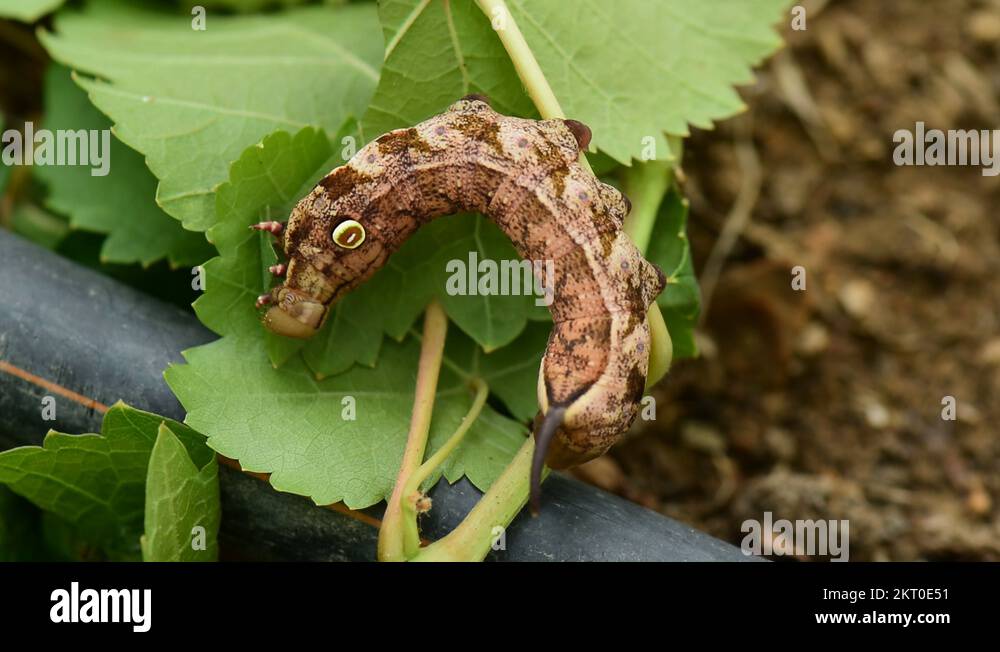 Grape worm Stock Videos & Footage - HD and 4K Video Clips - Alamy