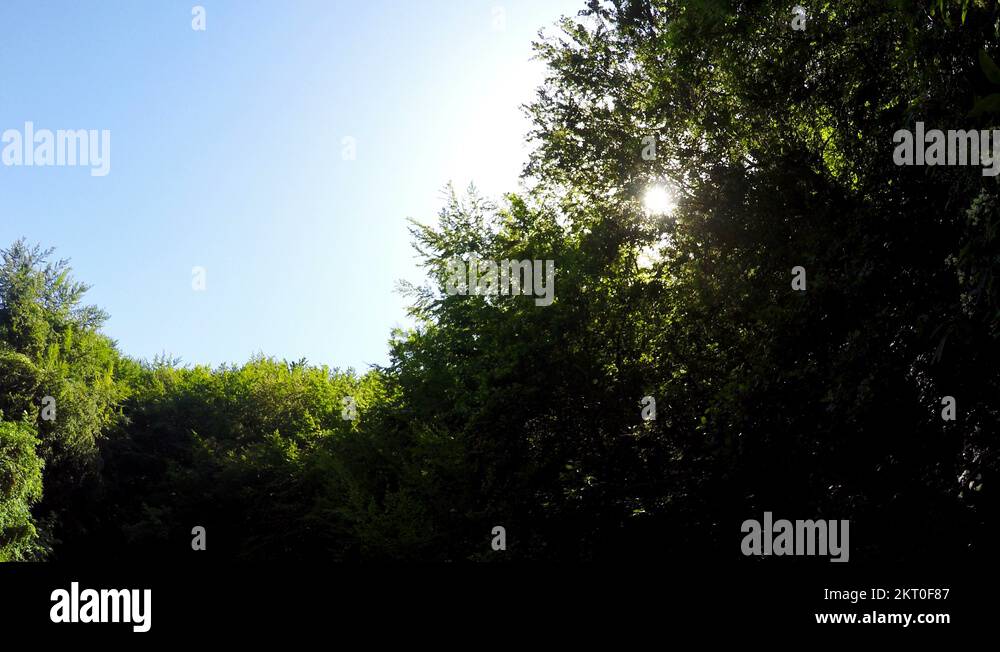 Trees, Sky and Sun, Nature Background, 4k Stock Video Footage - Alamy